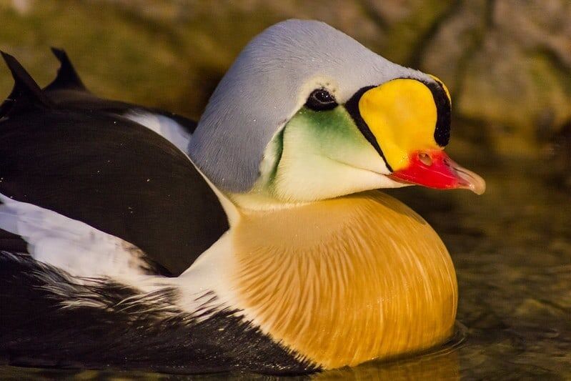 Duck Down Vs. Goose Down: Everything You Need To Know ⋆ Expert World Travel